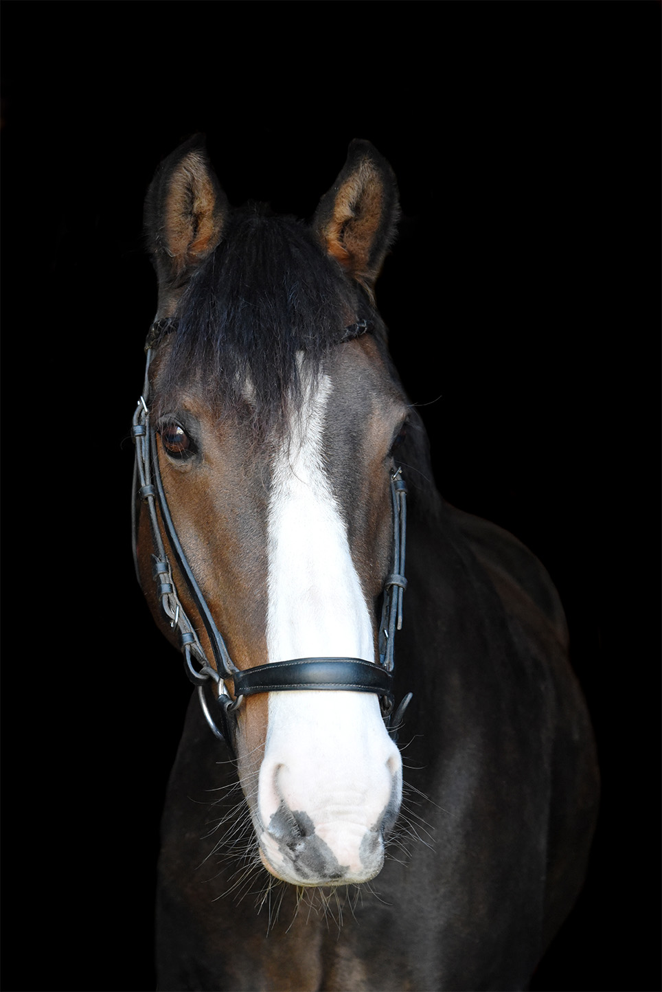 Munsboro Moseley (Müsli) - Solna FRK